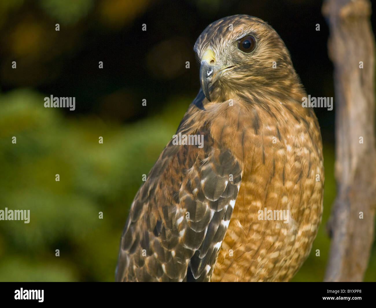 Red shouldered hawk female hi-res stock photography and images - Alamy