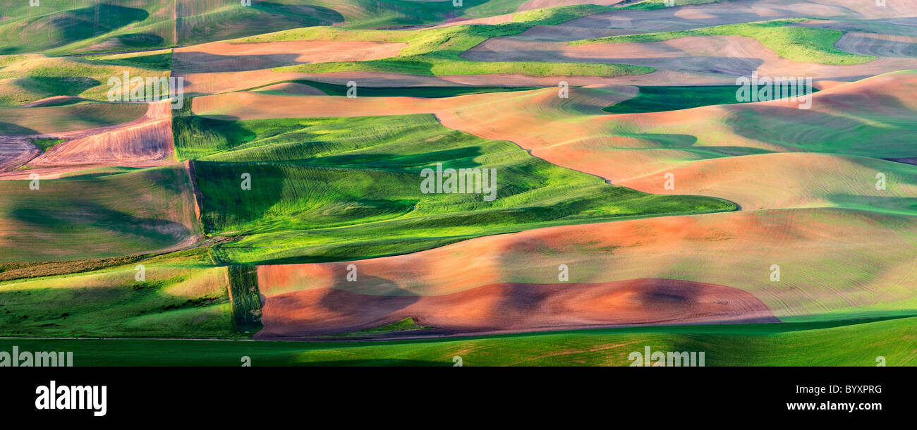 New spring wheat growth. The Palouse, near Colfax, Washington Stock ...
