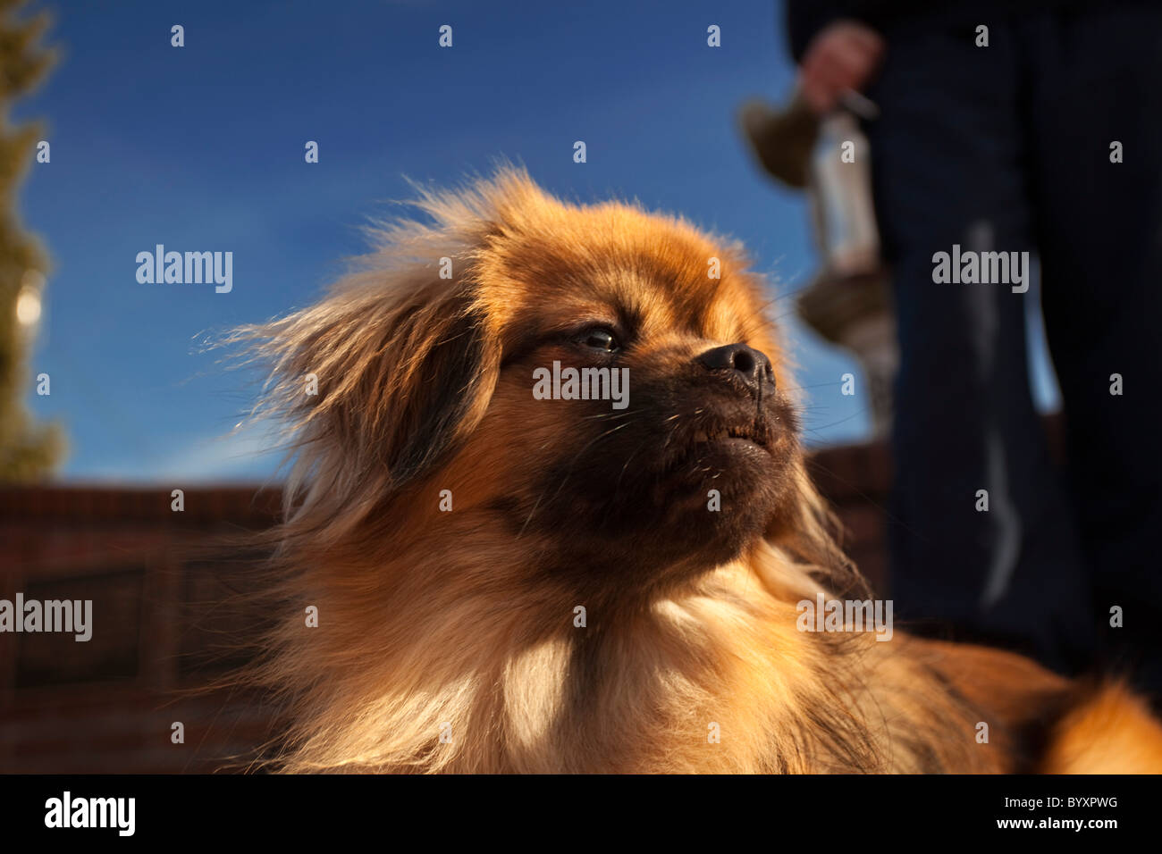 Tibetan spaniel hi-res stock photography and images - Alamy