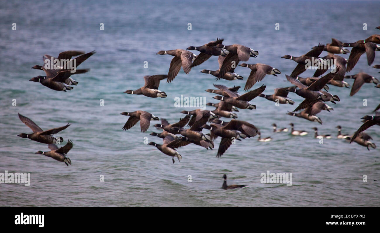 Flock of brants hi-res stock photography and images - Alamy