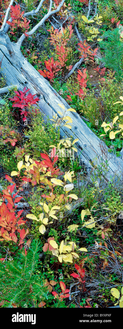 Recreation in fall hi-res stock photography and images - Alamy