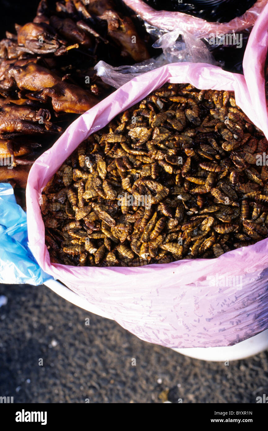 Phnom penh insects hi-res stock photography and images - Alamy