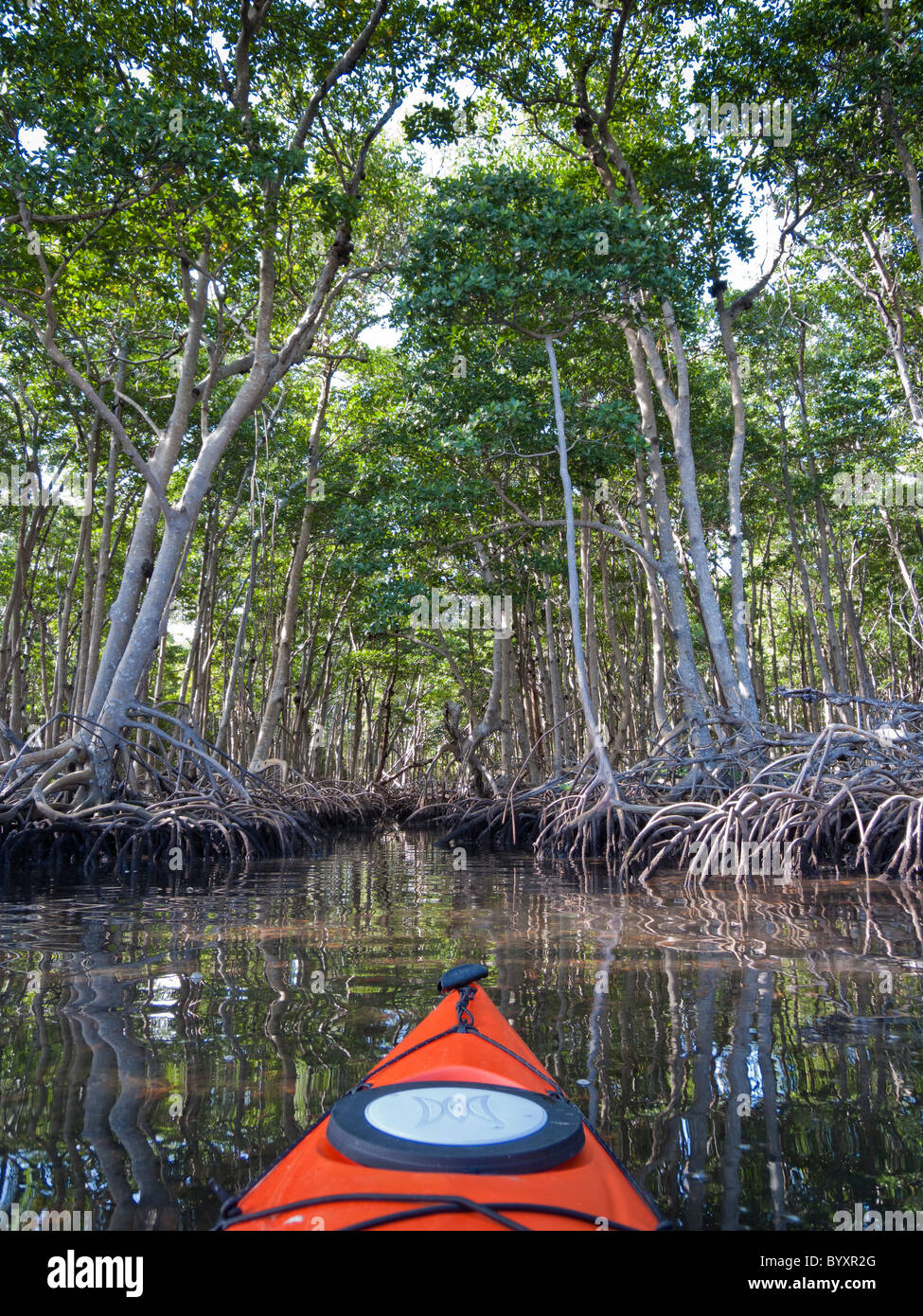 Towering mangrove forest along Northern end of Biscayne Bay, Oleta ...