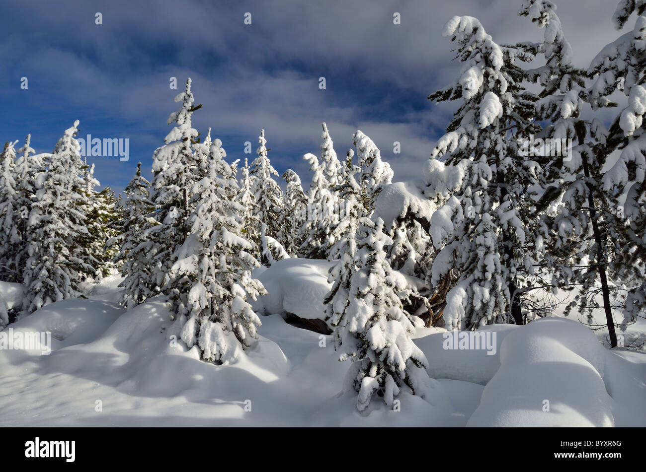 Lodgepole pine forest hi-res stock photography and images - Alamy