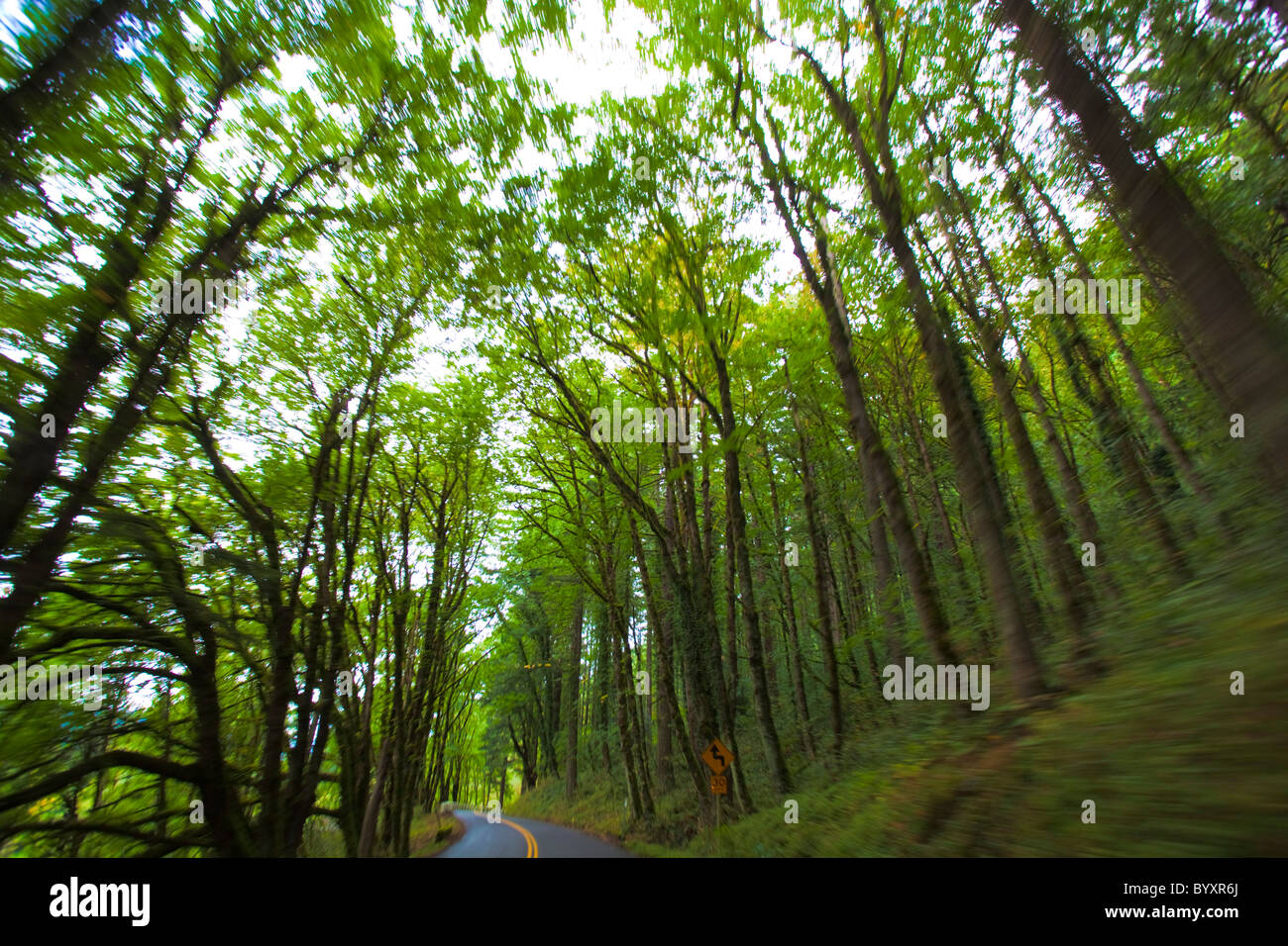 This is a roadway through the forest Stock Photo - Alamy