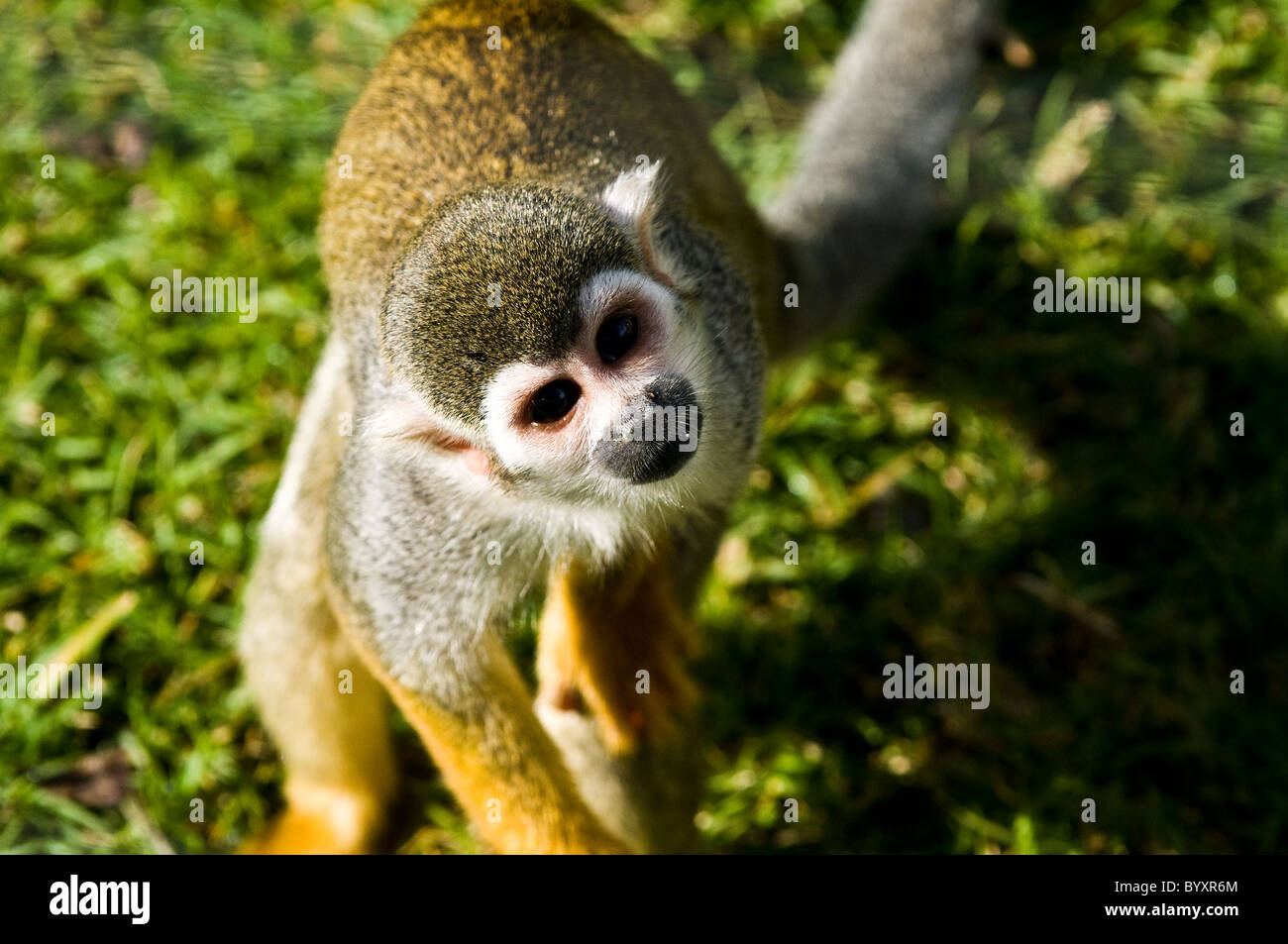 Cute Squirrel Monkey