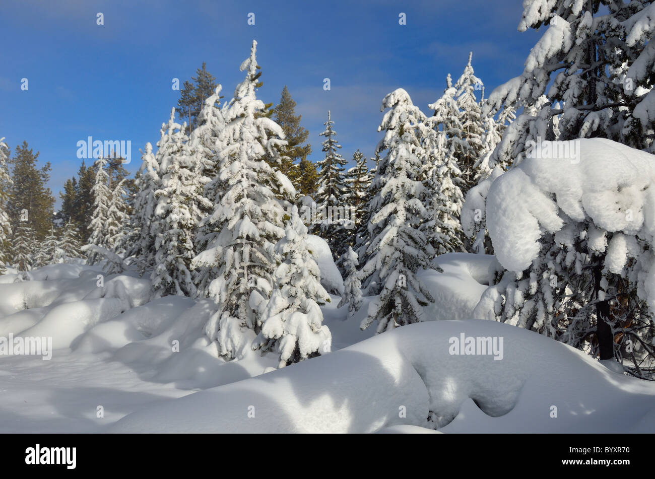 Lodgepole Pine Forest High Resolution Stock Photography and Images - Alamy