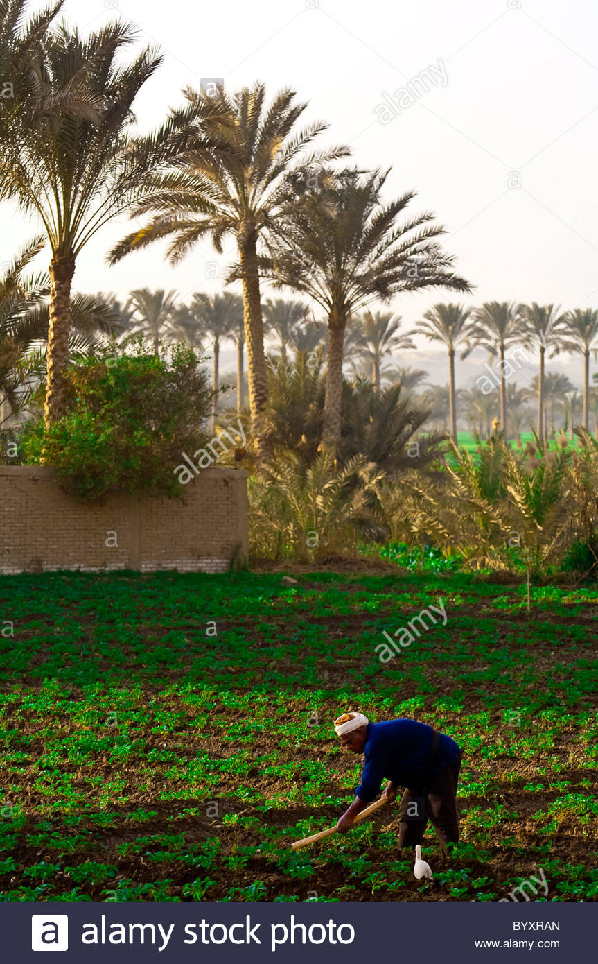 Agriculture Cairo Egypt Field High Resolution Stock Photography and ...