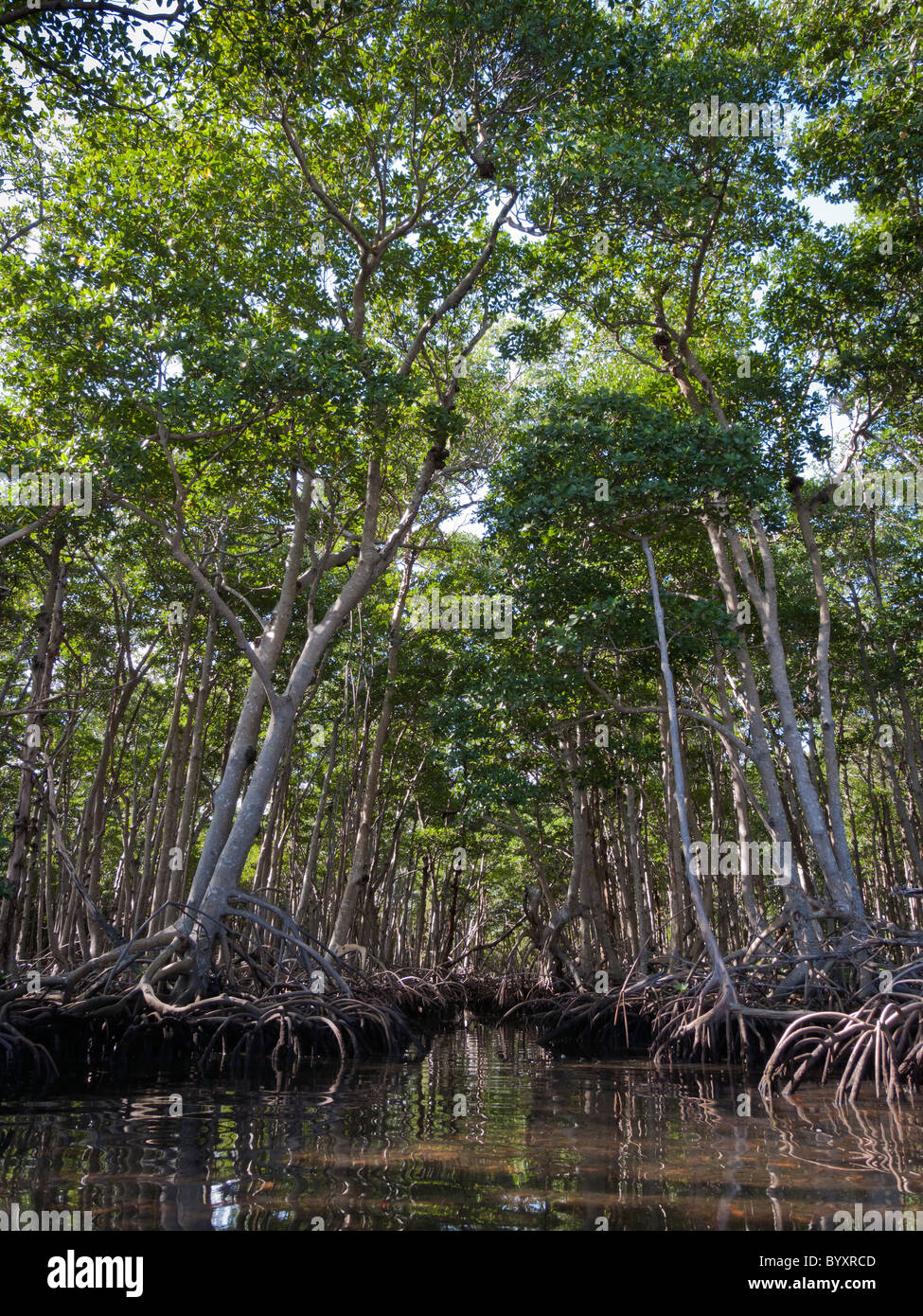 Towering mangrove forest along Northern end of Biscayne Bay, Oleta ...