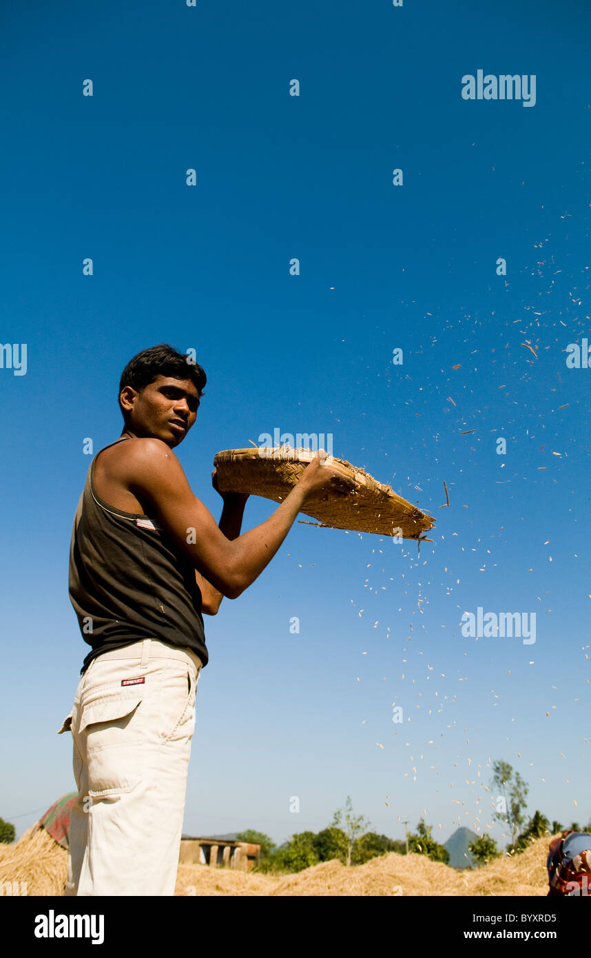 Threshing and separating the rice from the dry material Stock Photo - Alamy