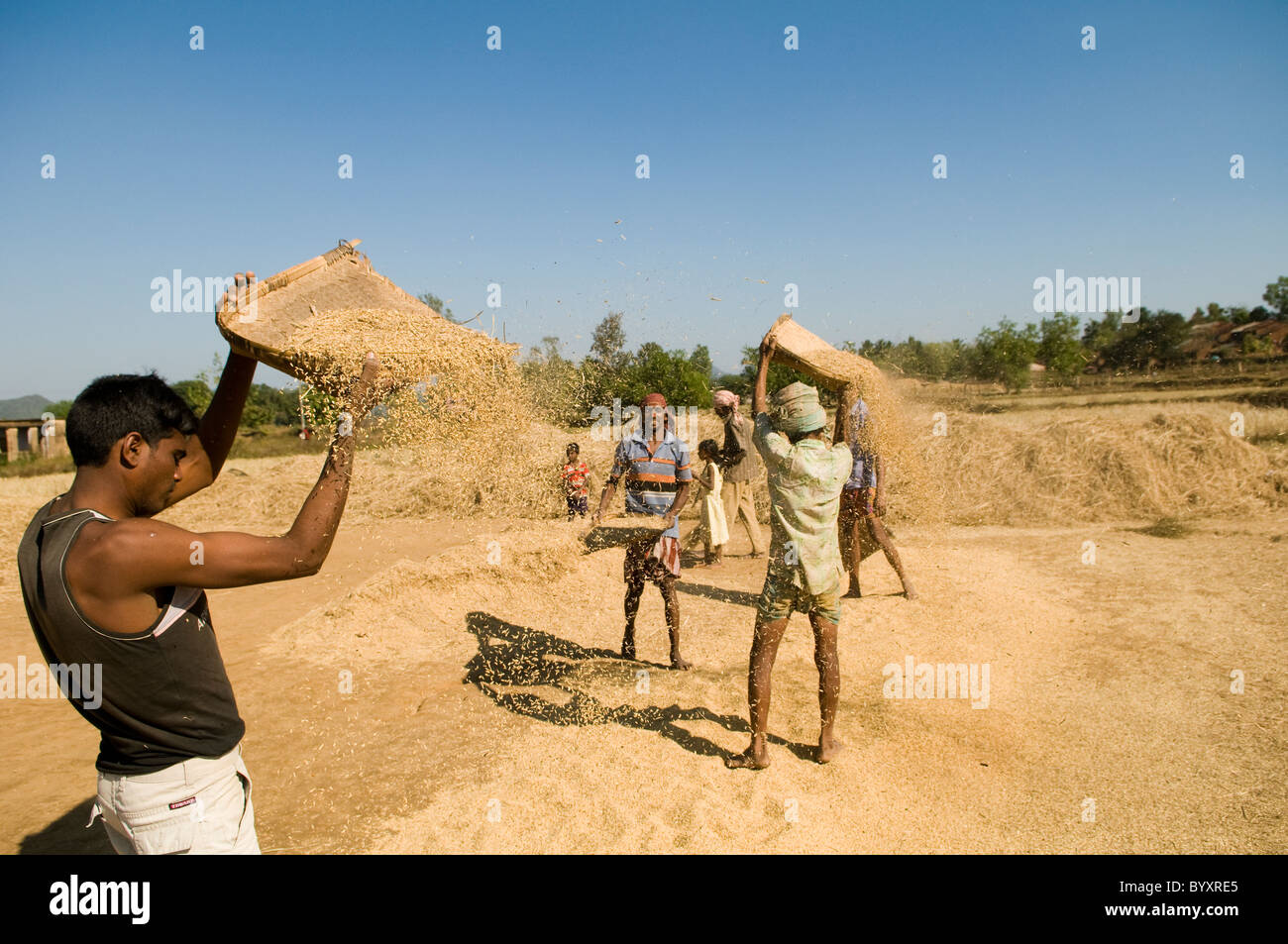 Threshing and separating the rice from the dry material Stock Photo - Alamy