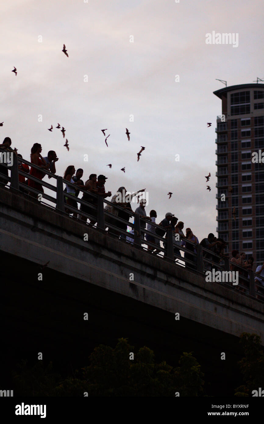 Austin bridge bats hi-res stock photography and images - Alamy