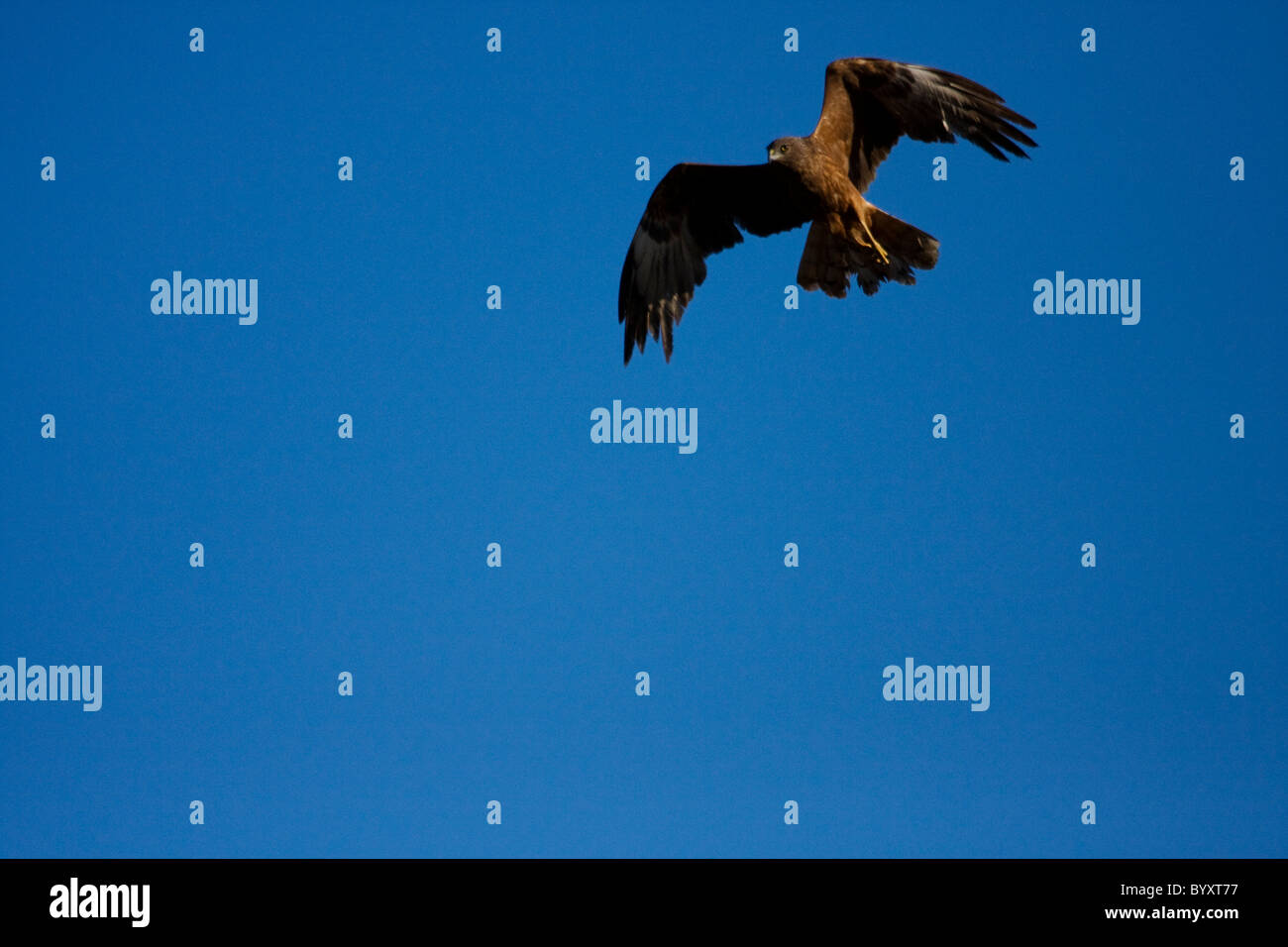 Swamp harrier (Circus approximans) hunting for prey at sunset Stock ...