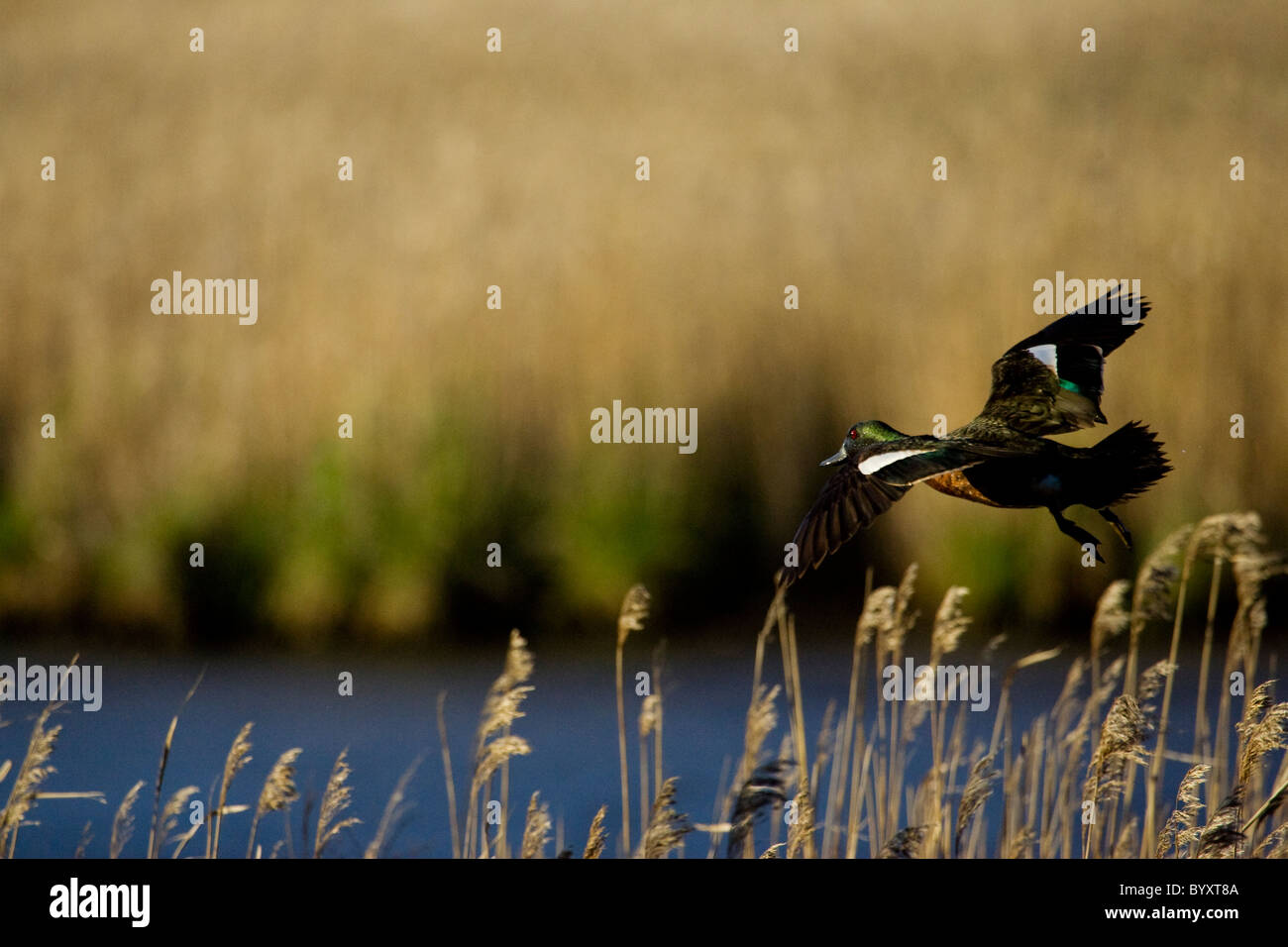 Teal flying evening bird hi-res stock photography and images - Alamy