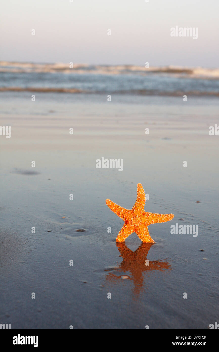 seashell on the beach Stock Photo - Alamy