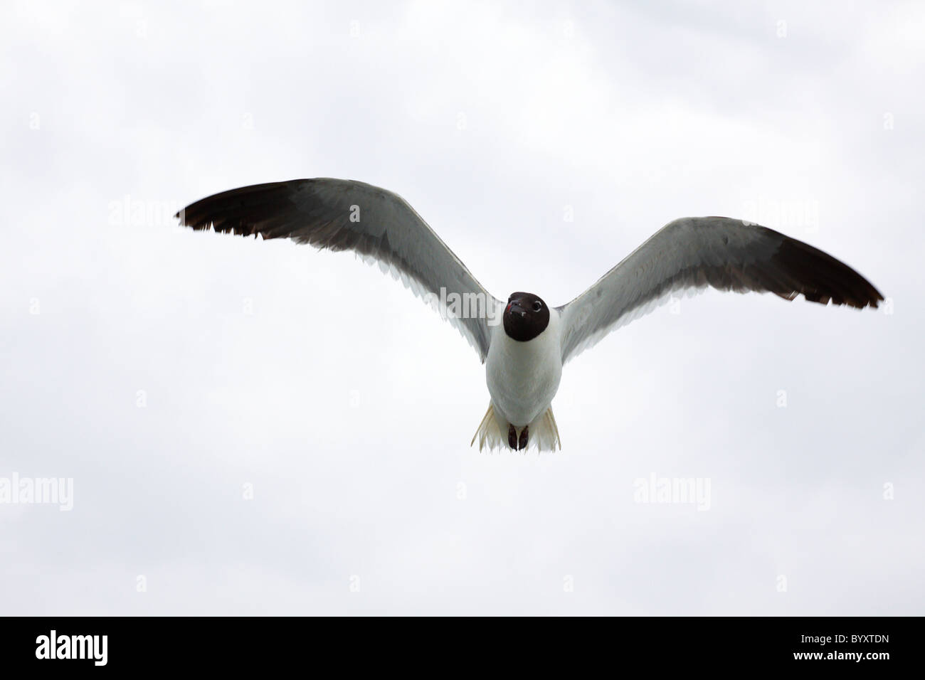 Seagull in flight Stock Photo - Alamy