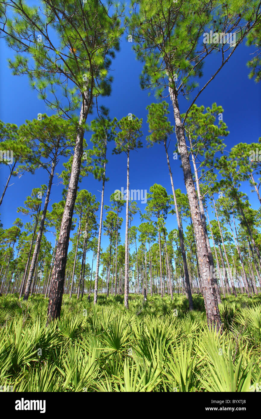 Pine Flatwoods - Florida Stock Photo - Alamy