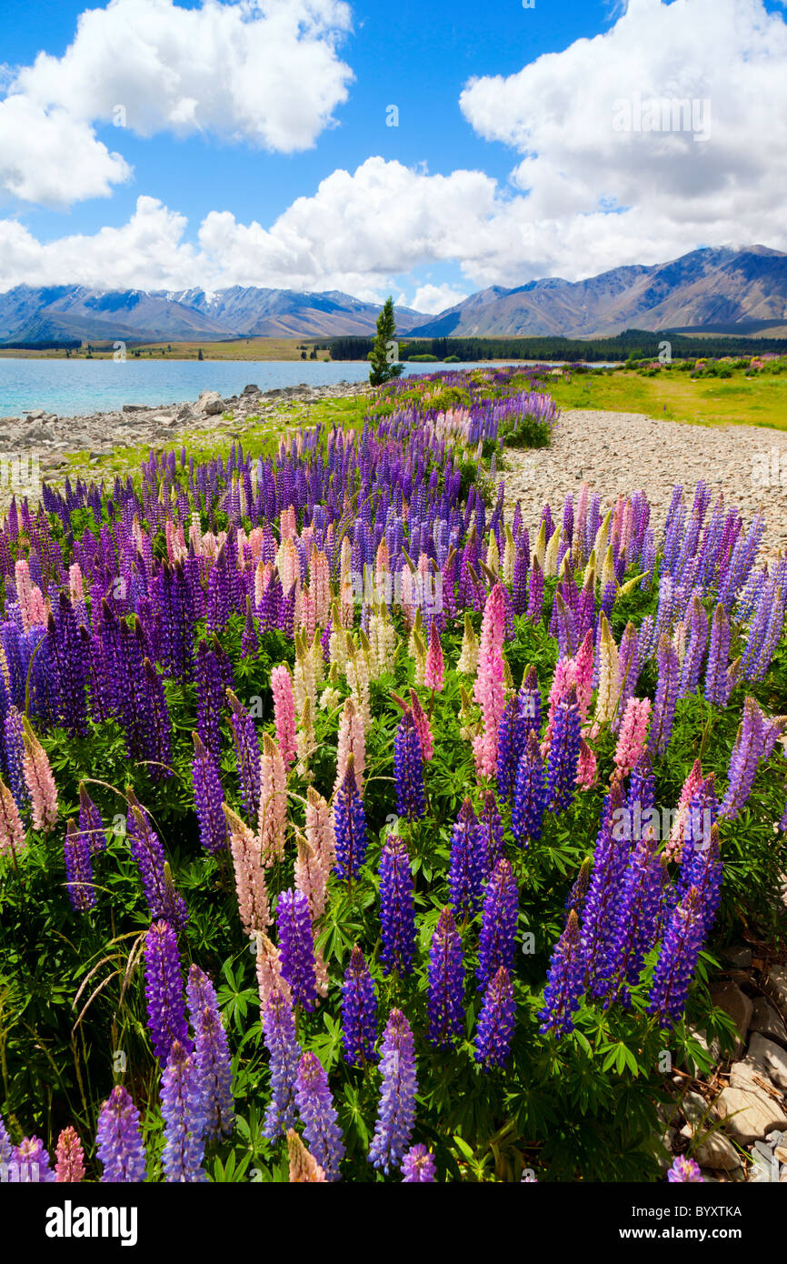 Lupins new zealand hi-res stock photography and images - Alamy