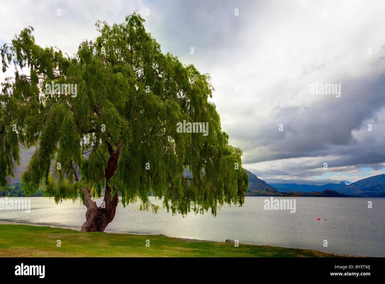 Lone tree of wanaka hi-res stock photography and images - Alamy