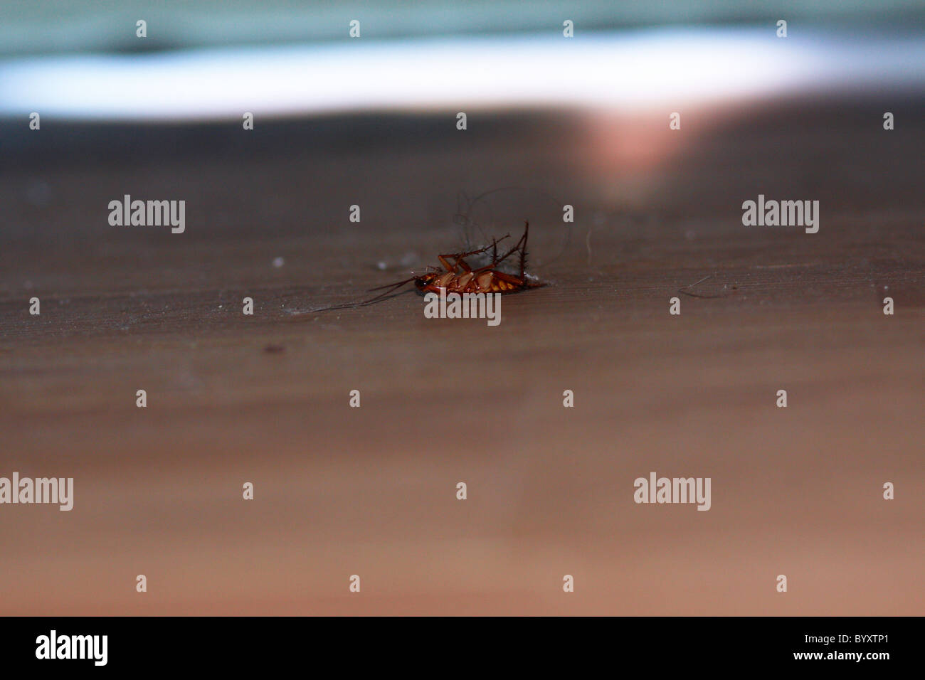 Dead roach hi-res stock photography and images - Alamy