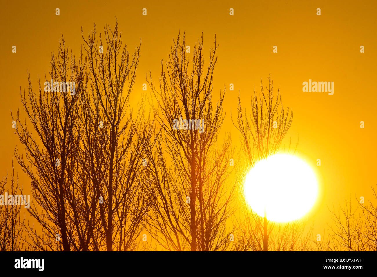 Golden Sunset amongst the trees Stock Photo - Alamy
