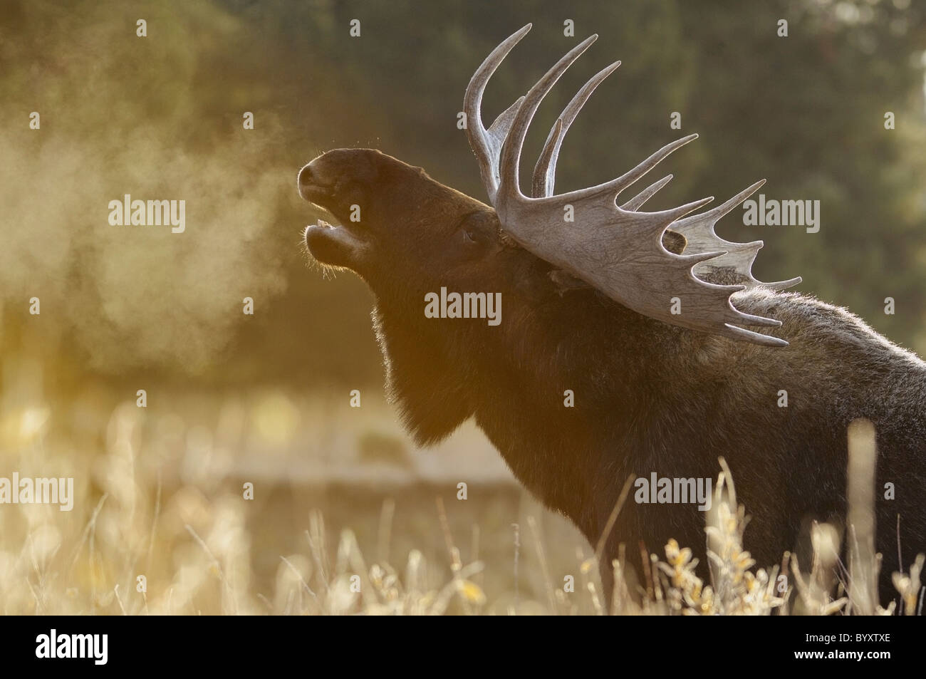 Bull Moose Flehman Response on a cold morning in Grand Teton National ...