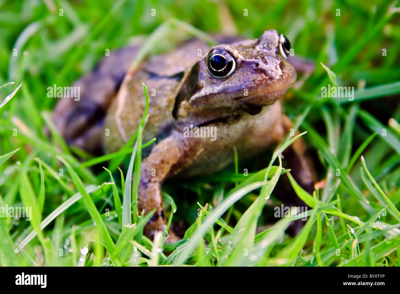 Frog in long grass hi-res stock photography and images - Alamy