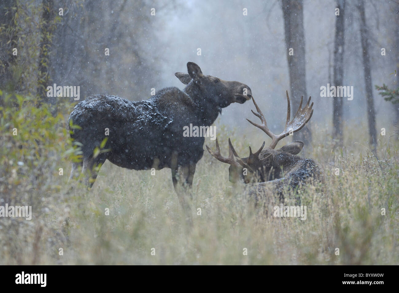 Female Moose approaches a Bull Moose during the mating season in Grand ...