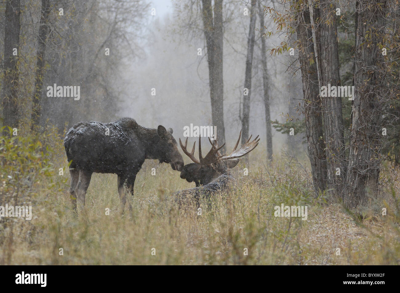 Moose mating hi-res stock photography and images - Alamy