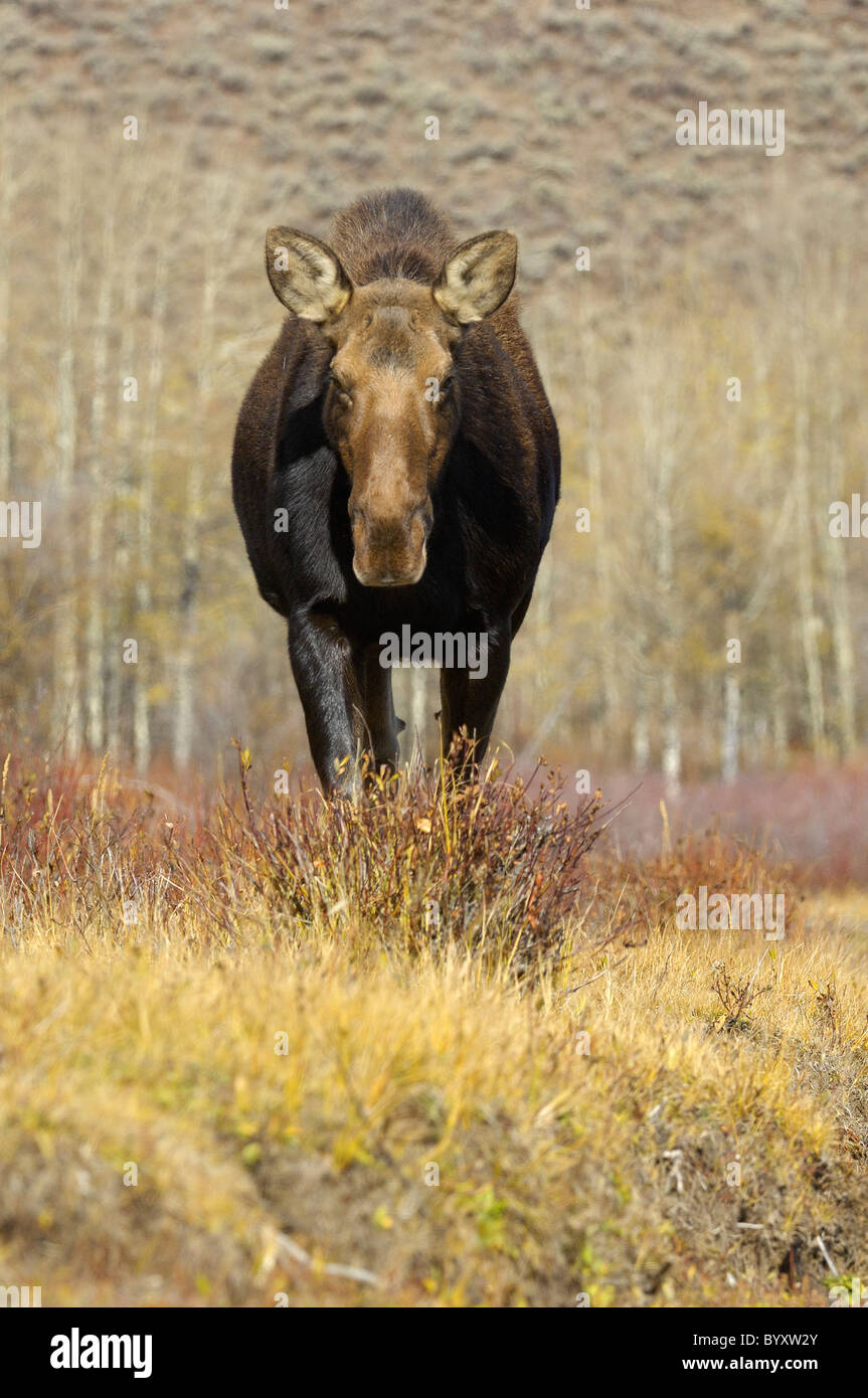 Close up of moose hi-res stock photography and images - Alamy