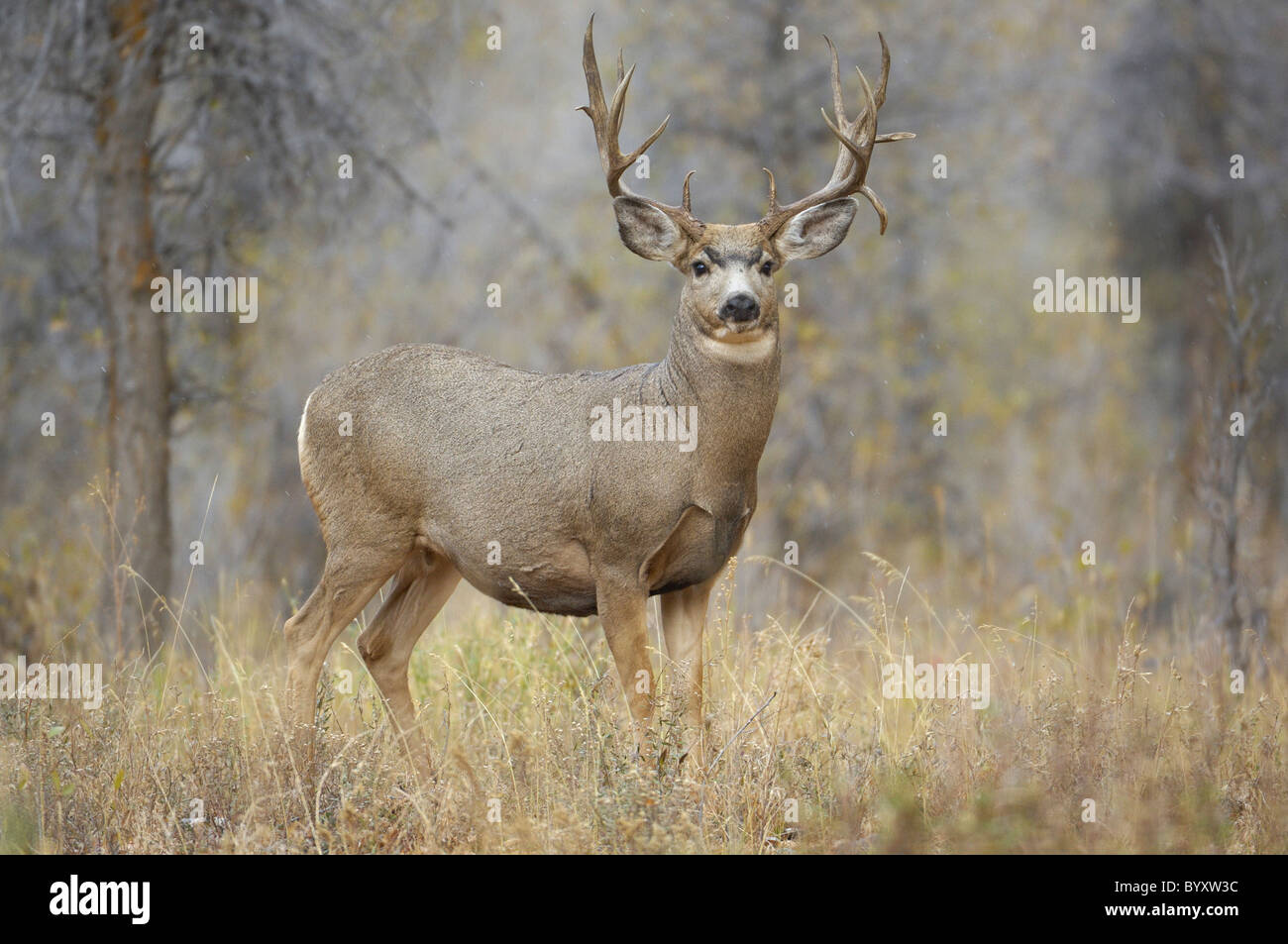 Mule deer buck hi-res stock photography and images - Alamy