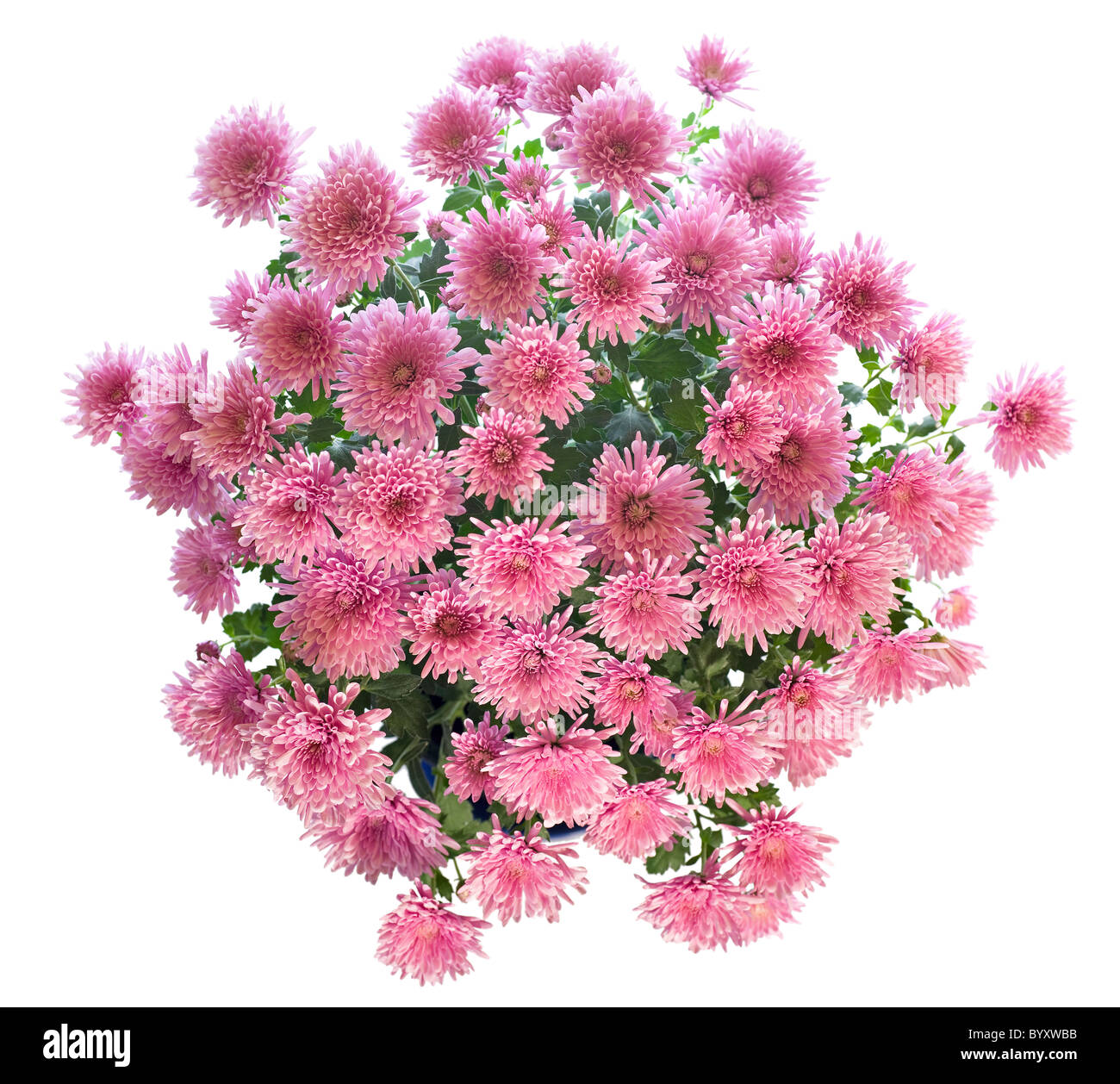 Beautiful pink chrysanthemum in flowerpot isolated on white background ...