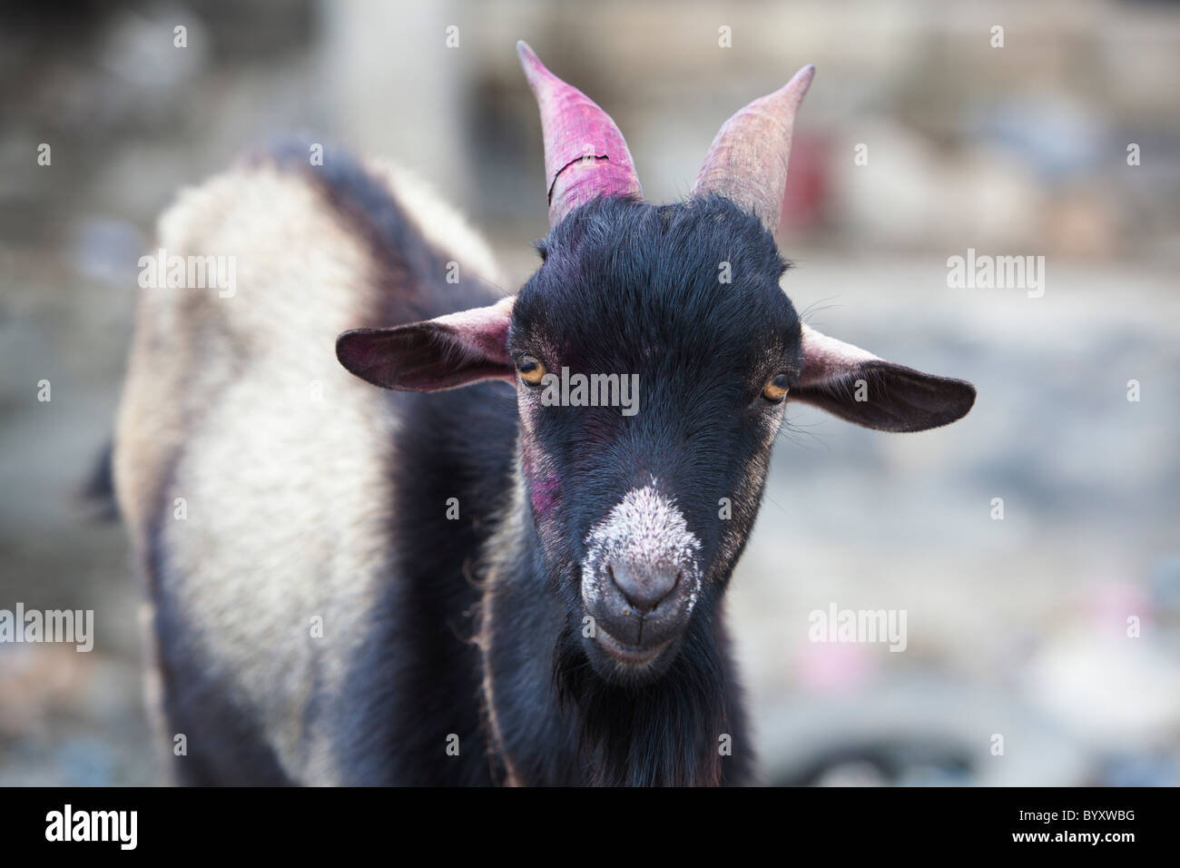 a goat with pink coloring on it's horn and face; port-au-prince, haiti ...