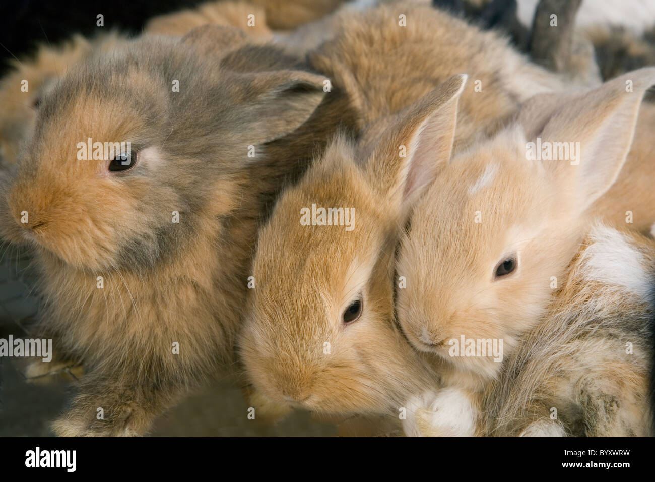 Three rabbits hi-res stock photography and images - Alamy