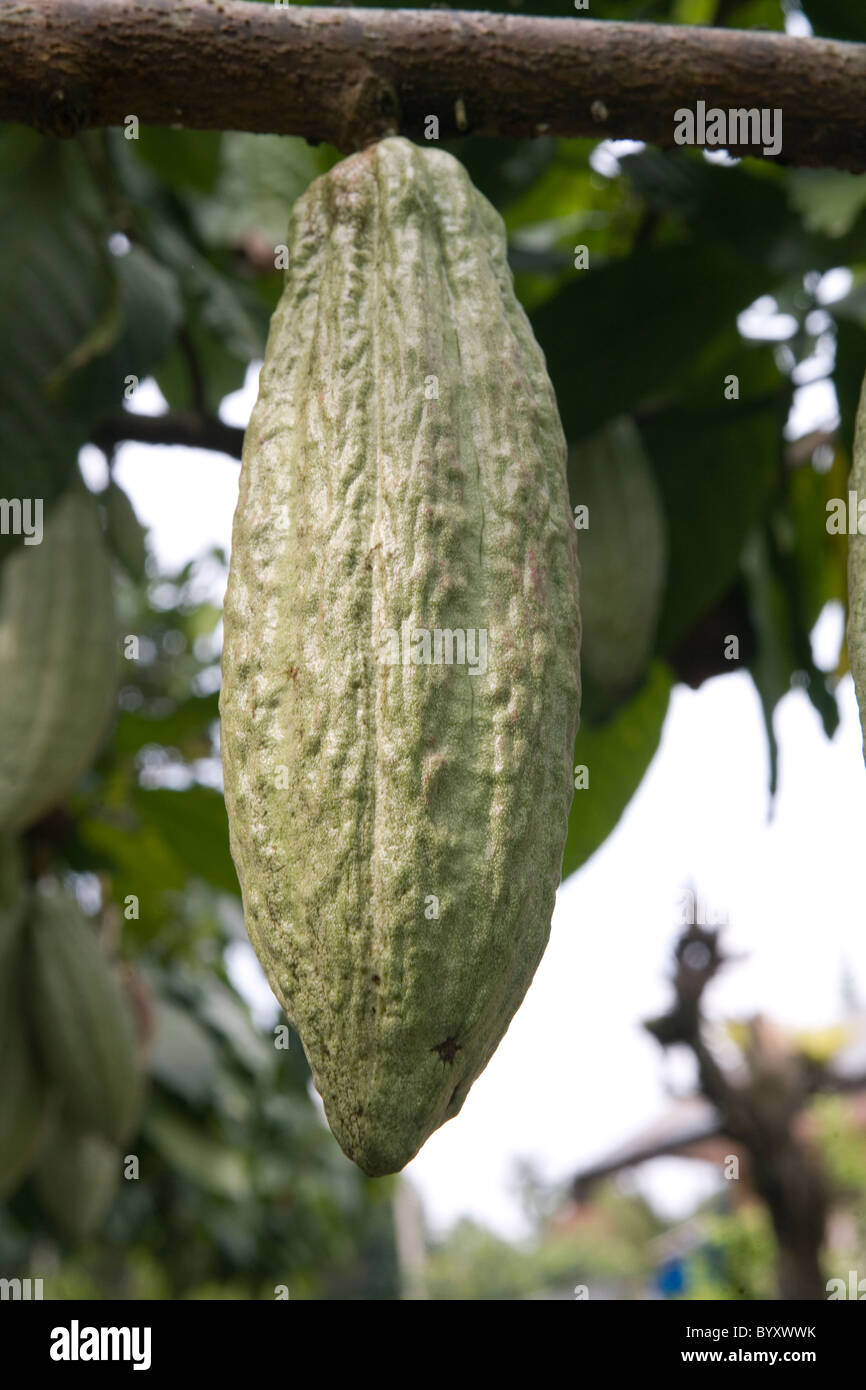Cacao pod hi-res stock photography and images - Alamy