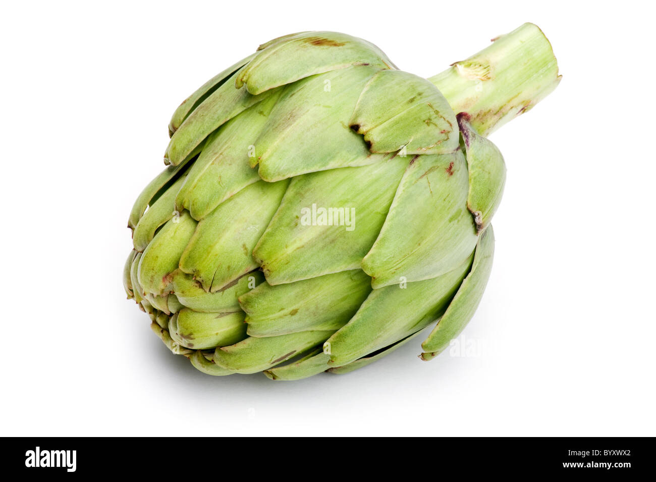 object on white - hop close up Stock Photo - Alamy