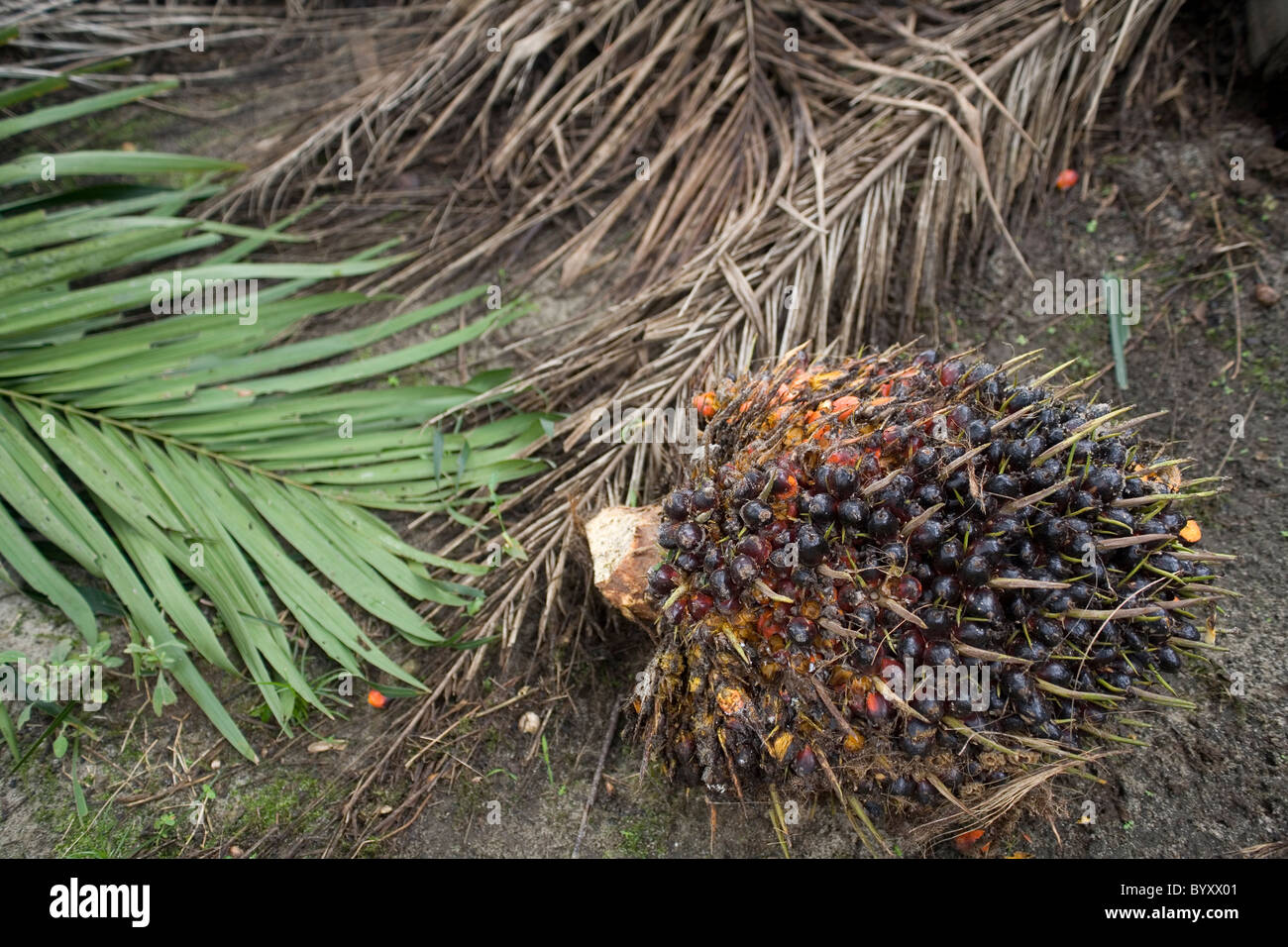 Palm oil indonesia hi-res stock photography and images - Alamy