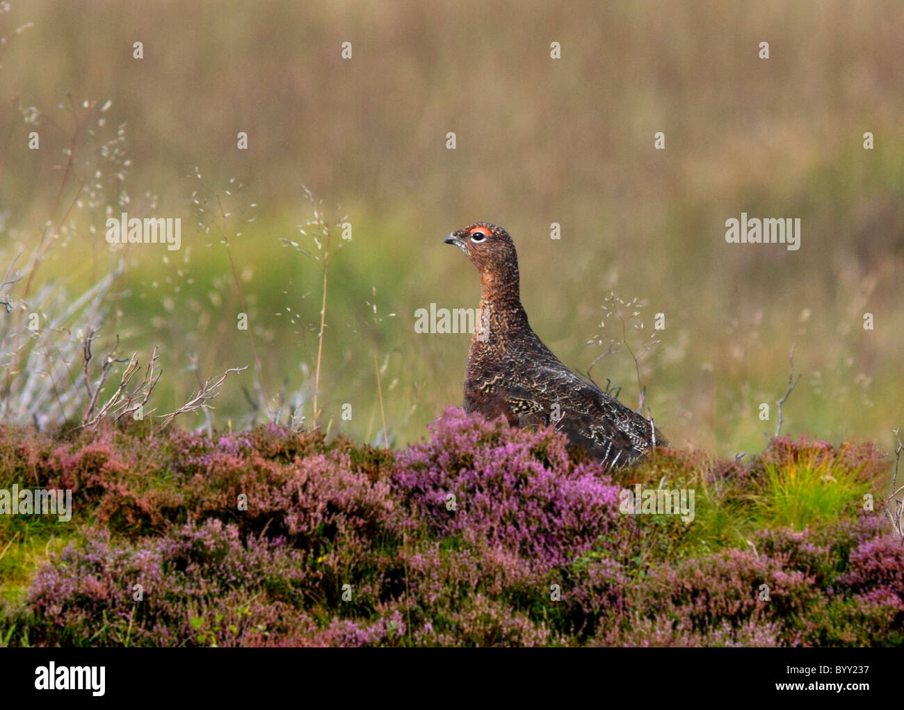 UK Britain Red Grouse in heather moorland Stock Photo - Alamy