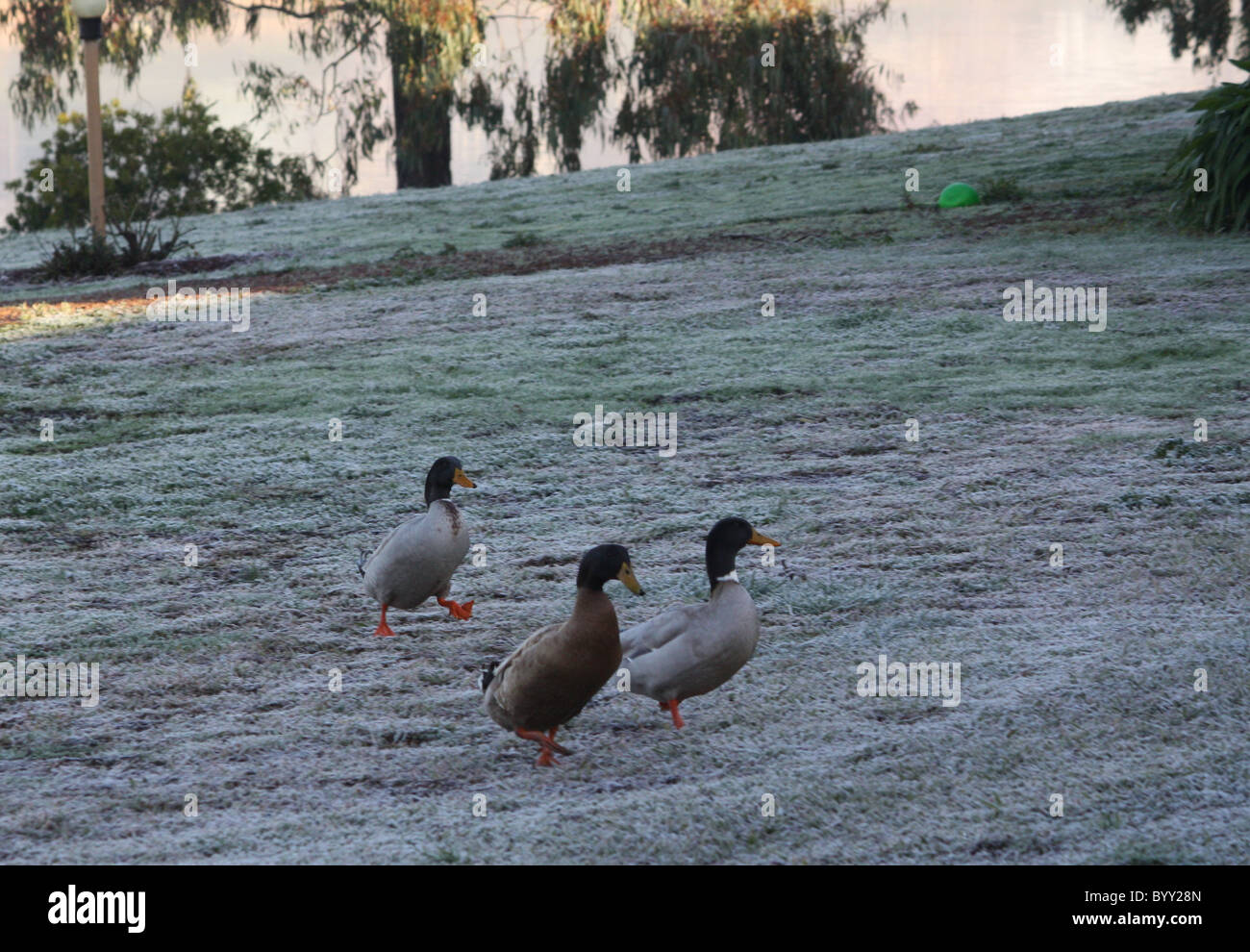 Ice duck hi-res stock photography and images - Alamy