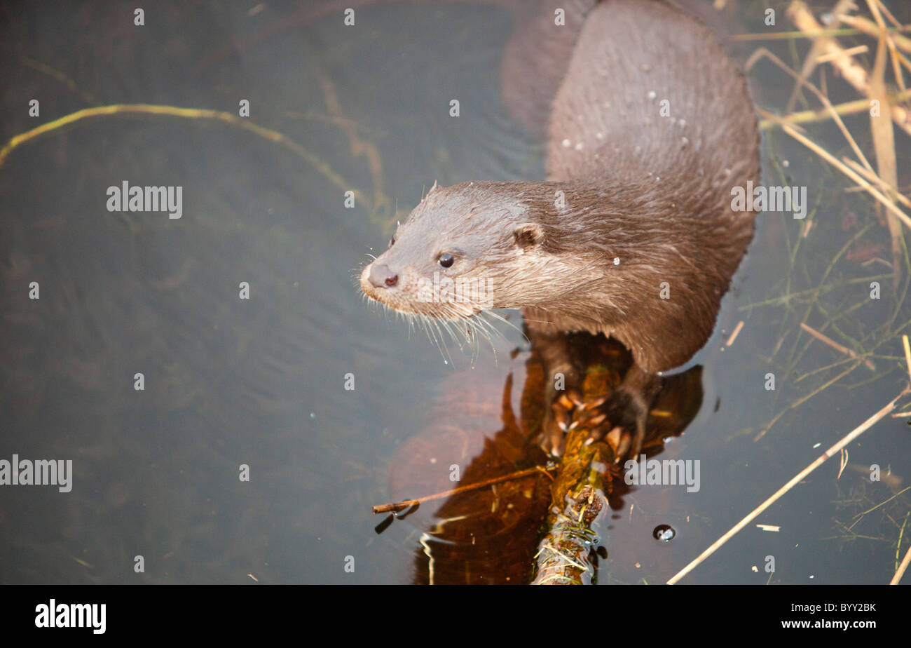 Otter lake hi-res stock photography and images - Alamy