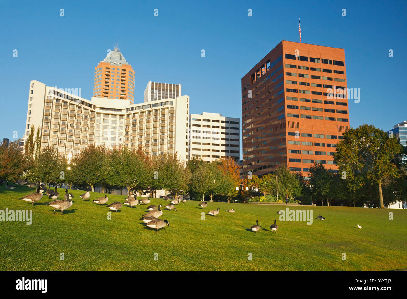 geese walking on the grass in front of buildings near the waterfront ...