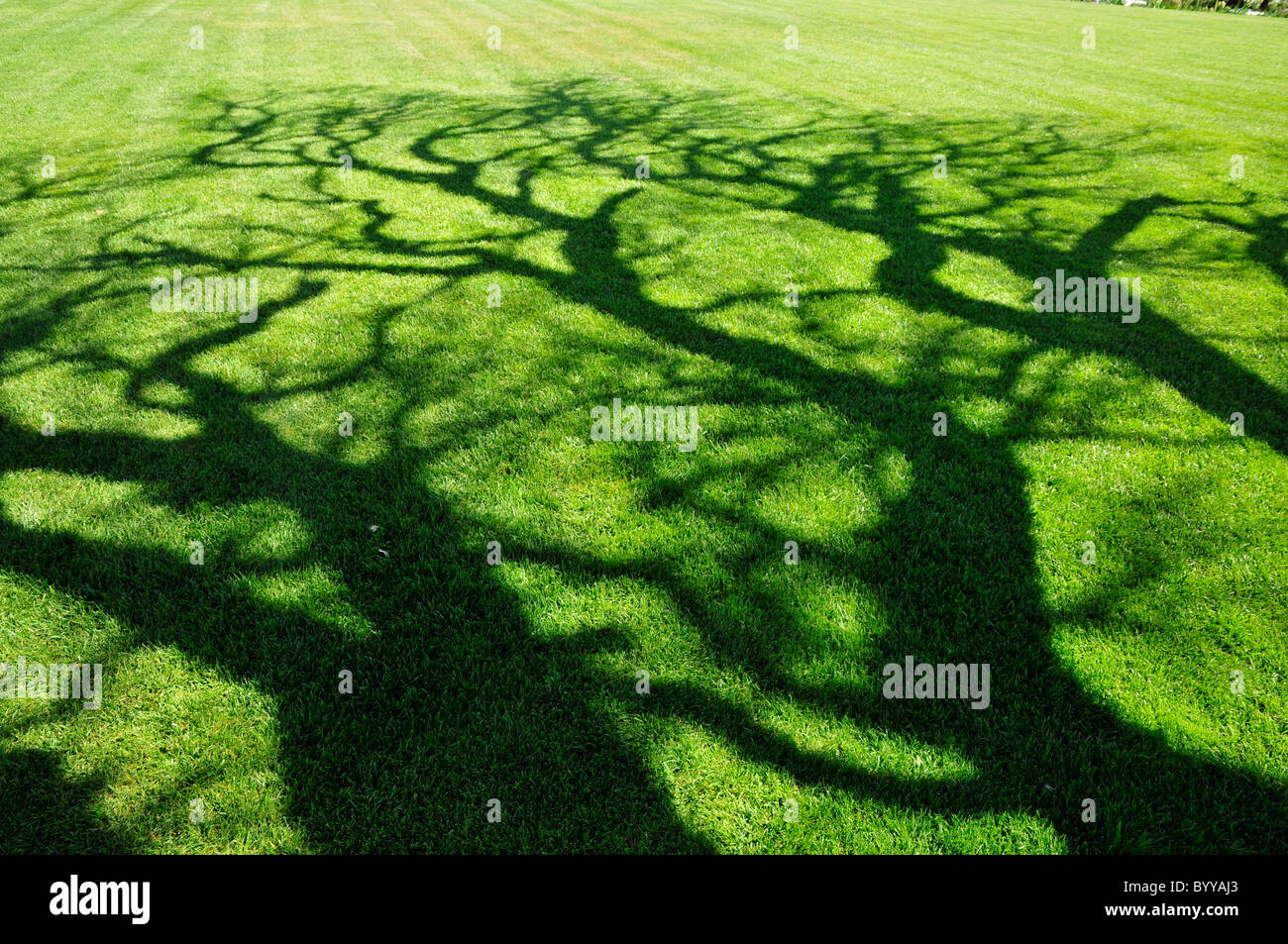 Shade of a tree without leaves on grass Stock Photo - Alamy