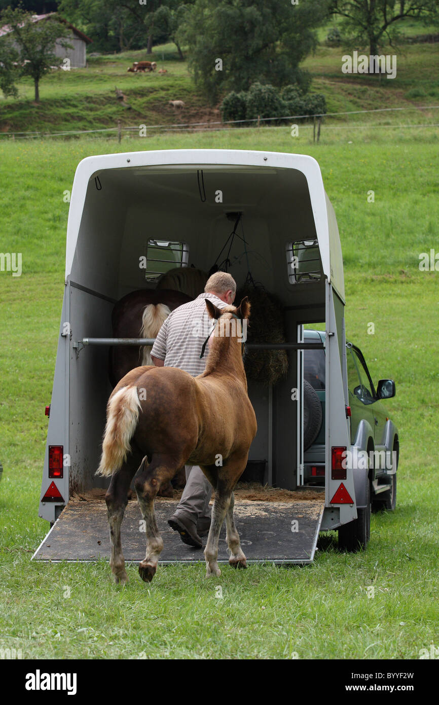 Horse transport hi-res stock photography and images - Alamy