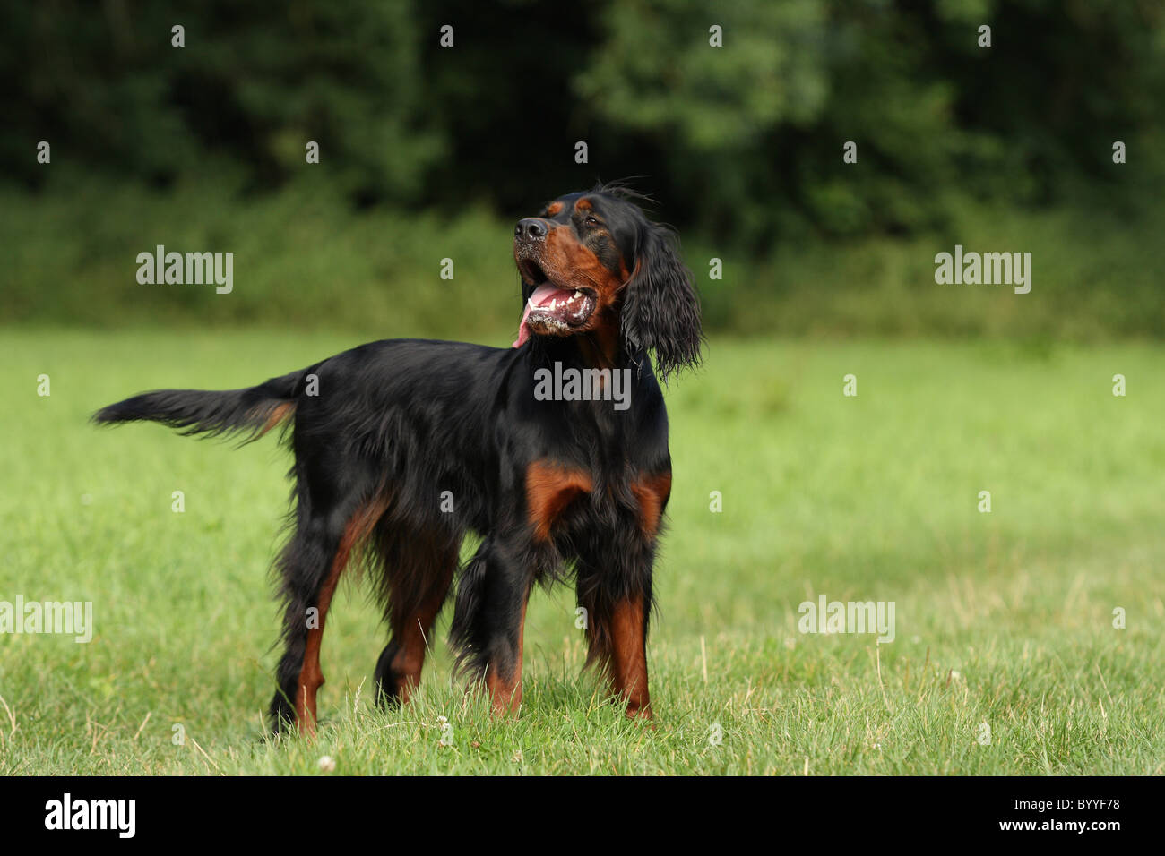 Gordon Setter she-dog Stock Photo - Alamy