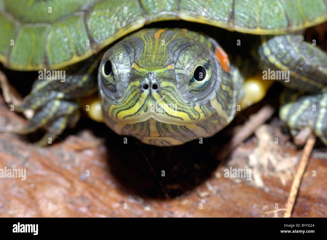 Red-eared Slider Trachemys scripta elegans head close-up Stock Photo ...