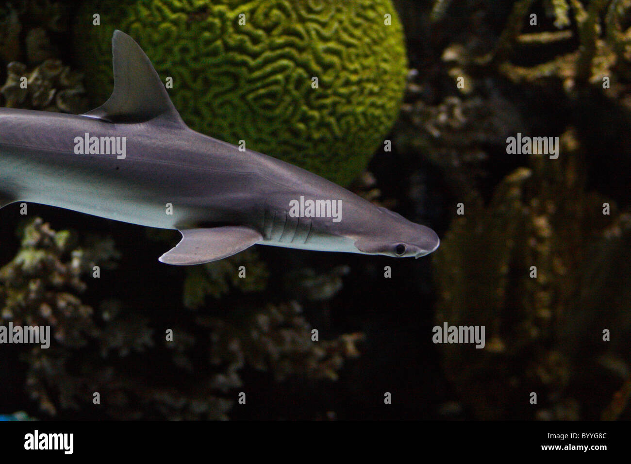 shark swimming under water coral reef Stock Photo - Alamy