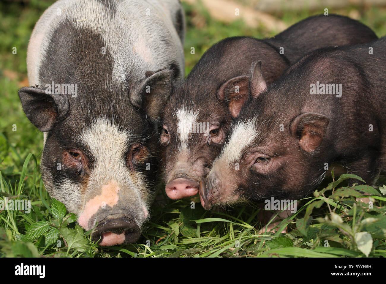 3 three little pigs hi-res stock photography and images - Alamy
