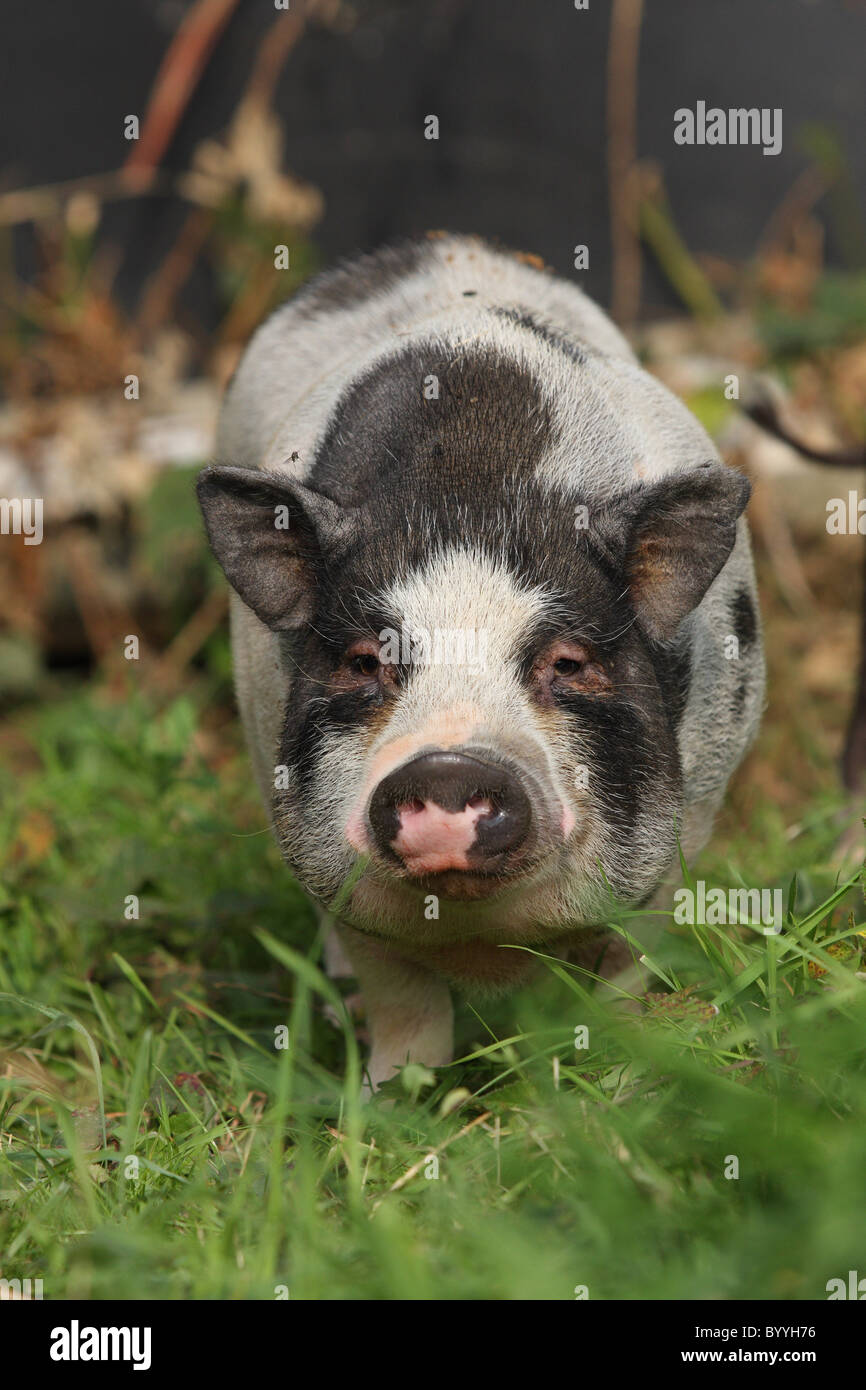 Bellied pot hi-res stock photography and images - Alamy