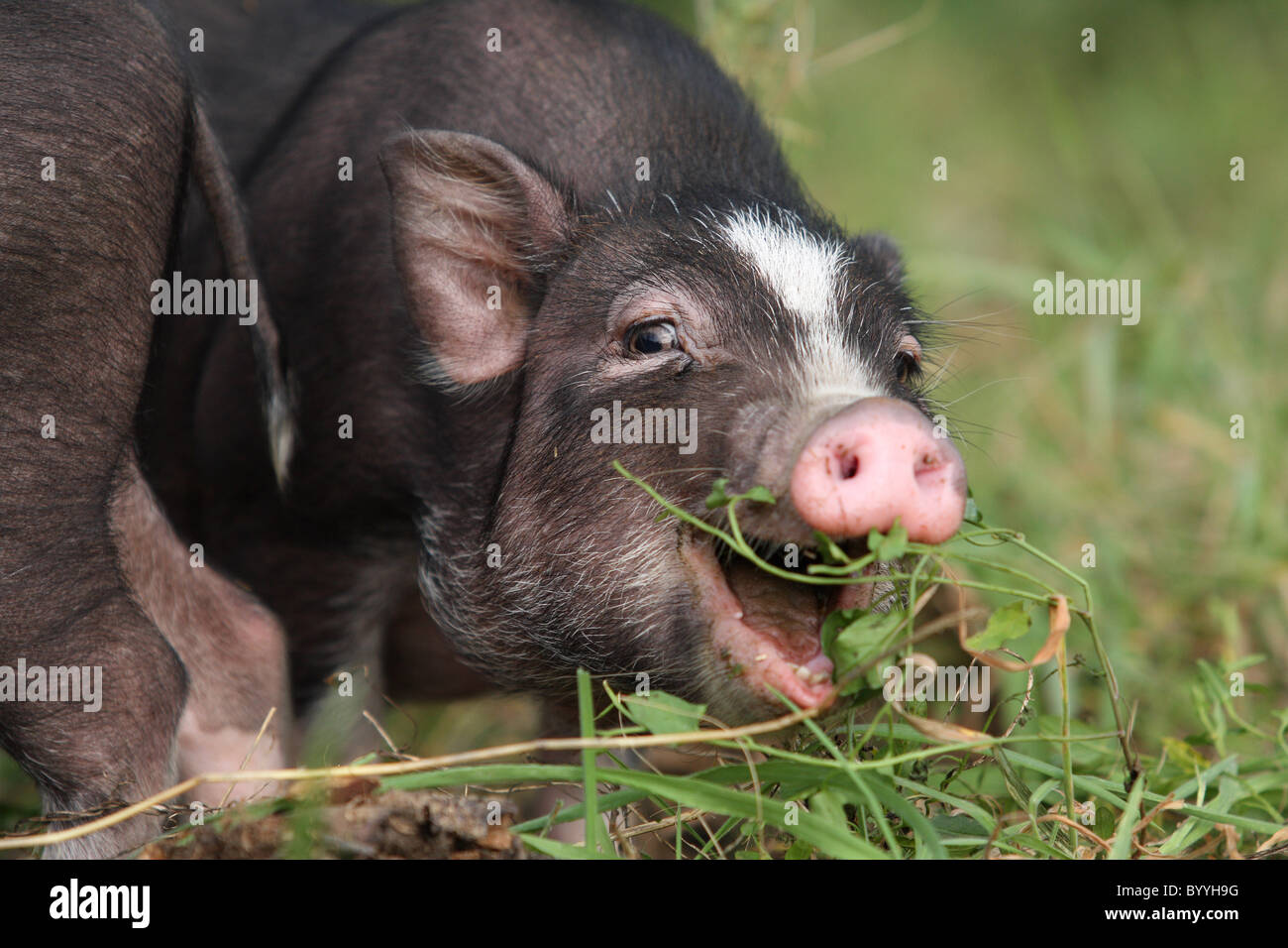 Pig behavior hi-res stock photography and images - Alamy