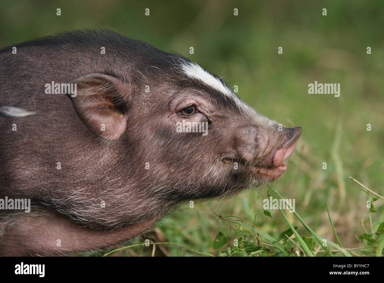 Pot bellied piglets hi-res stock photography and images - Alamy